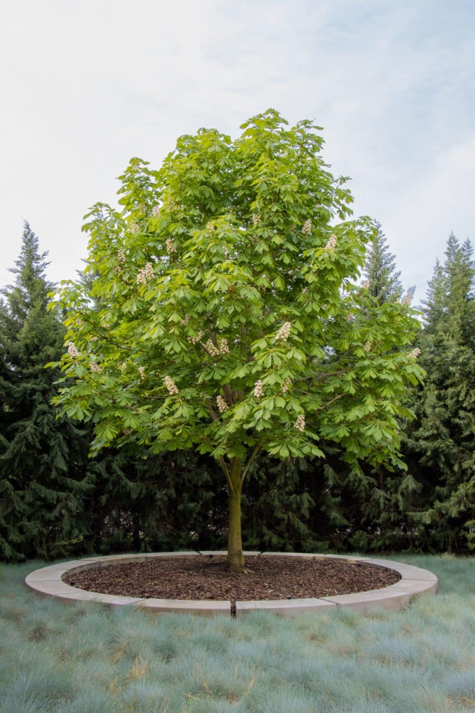 Anne Frank Tree The Hc | The Zekelman Holocaust Center